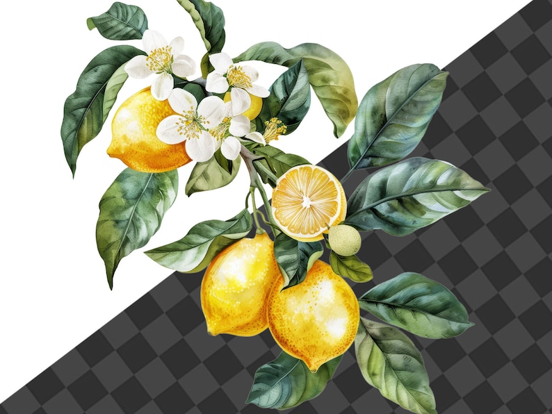 Vibrant Citrus Blossom Clipart PNG for Fruit Bundle, Citrus Watercolor ...