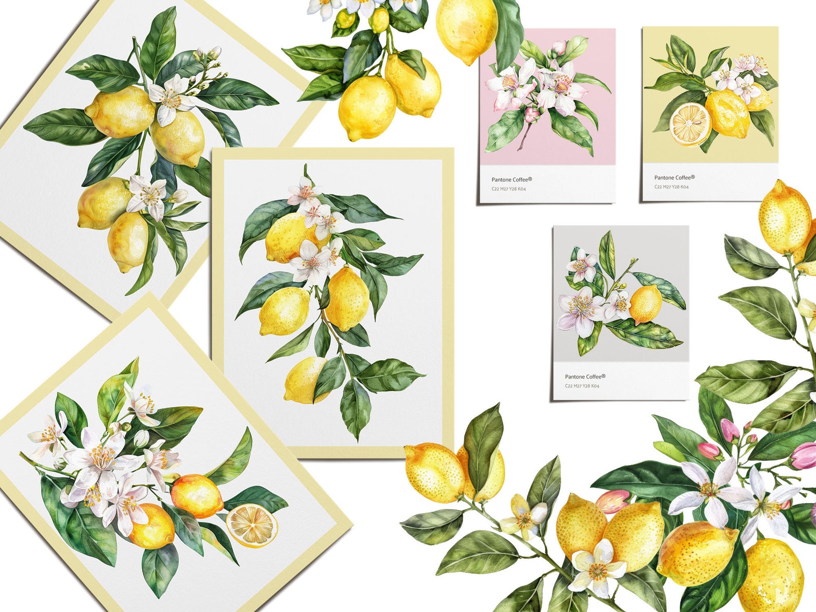 Vibrant Citrus Blossom Clipart PNG for Fruit Bundle, Citrus Watercolor ...