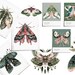 Magic Moth Clipart, Celestial Moth Png, Magical Moth Witchy Clipart ...