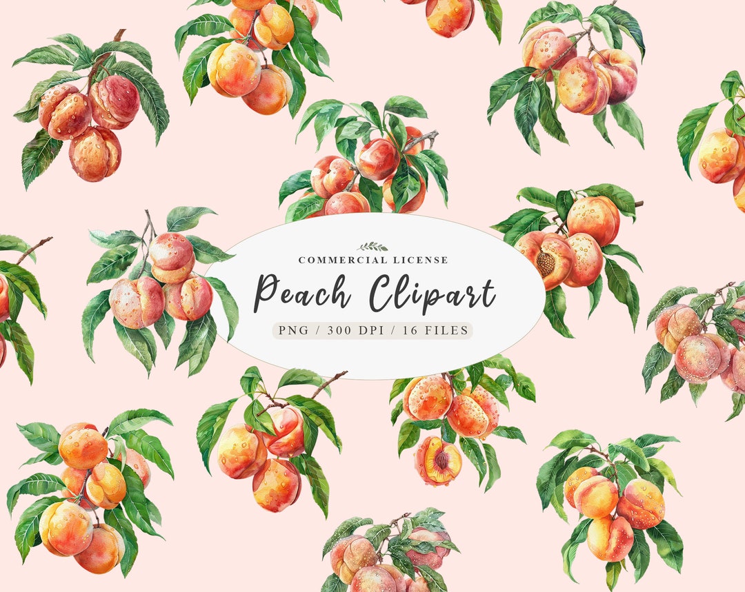 Watercolor Peach Clipart, Peach Fruit Clipart, Peaches Png, Peach ...