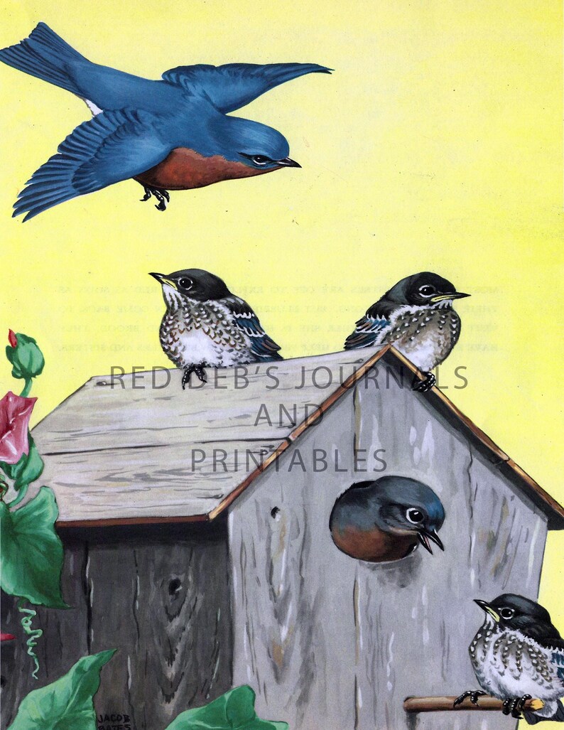Vintage Bird Journal Covers: Printable Ephemera, Scrapbook Art (digital ...