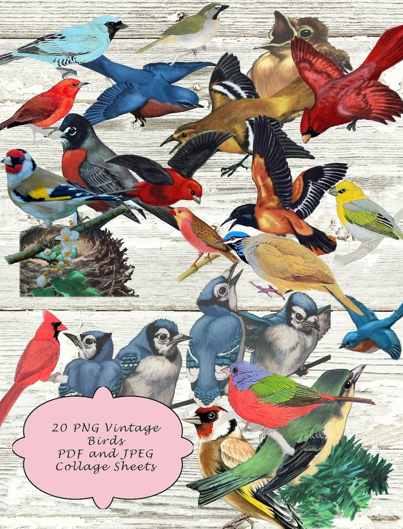Vintage Bird Clip Art: 20 PNG Images for Collage & Scrapbooking ...