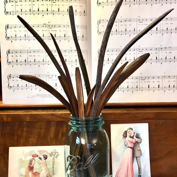 Dried Seed Pods - Etsy