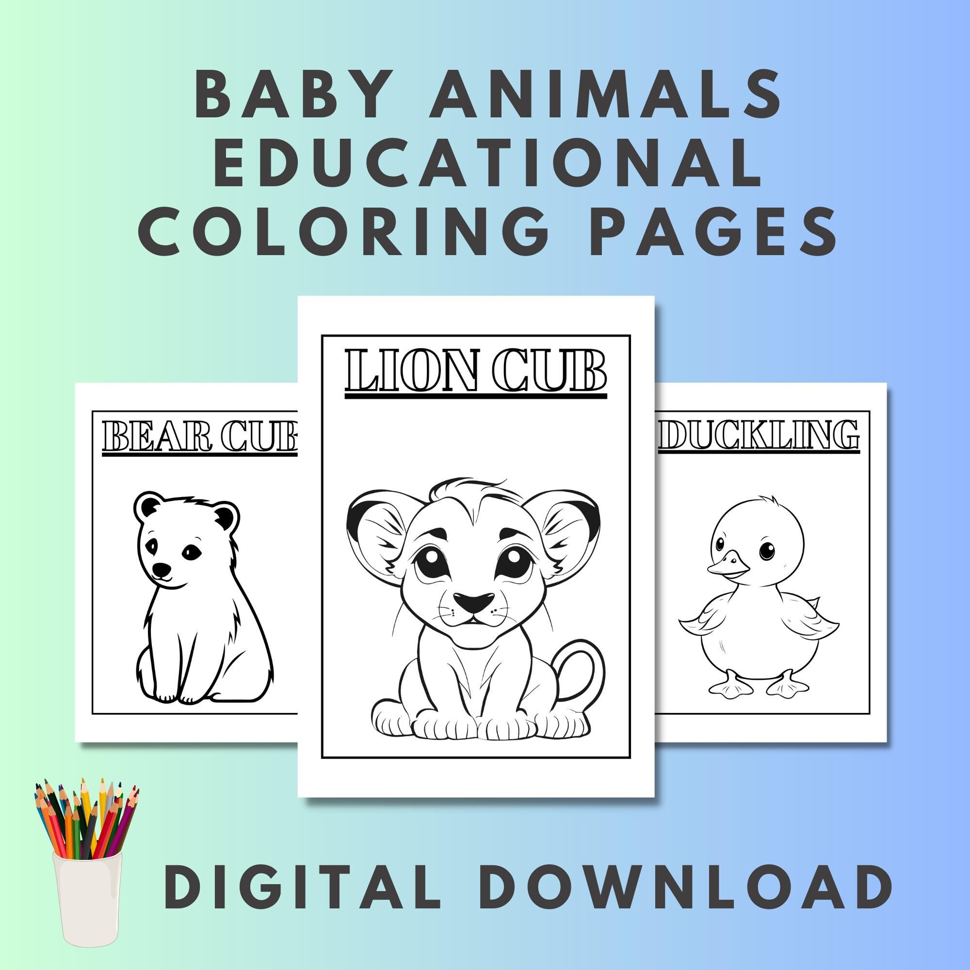 25 Baby Animal Coloring Pages Educational Flash Cards for Kids Learning ...