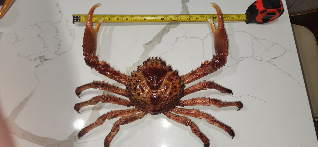 Carribean King Crab Large (CHANNEL CRAB, Spider Crab, Coral Crab ...