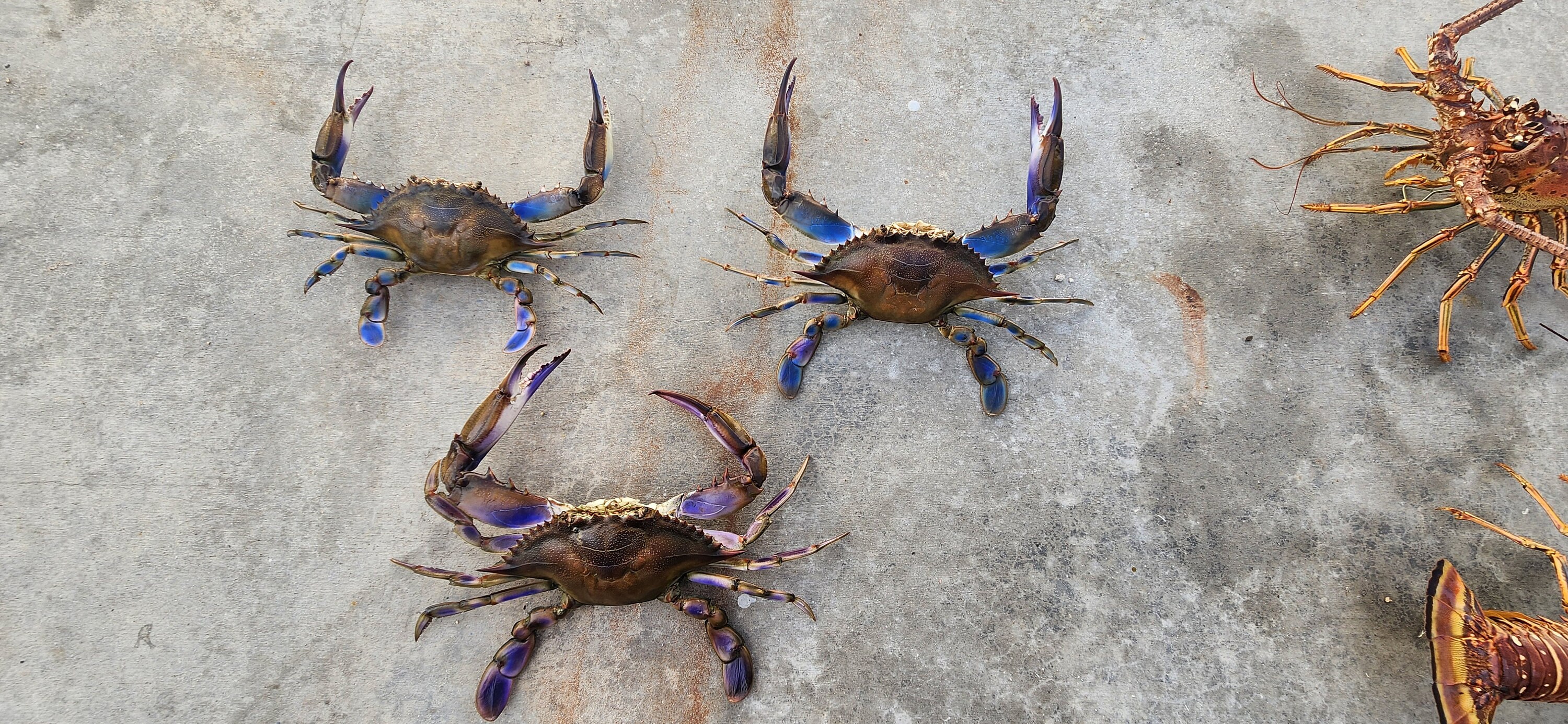 Large Blue Crab Taxidermy - Etsy
