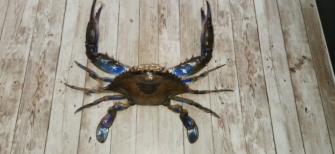 Large Blue Crab Taxidermy - Etsy