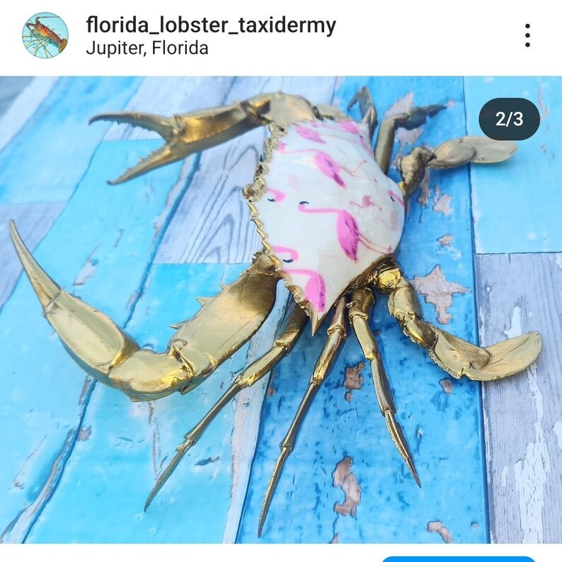 Large Chic 'pink Flamingo' Blue Crab Taxidermy (gold Nautical Decor) - Etsy