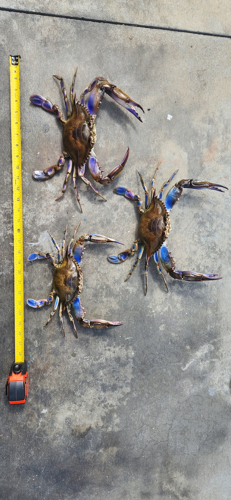 Large Blue Crab Taxidermy - Etsy