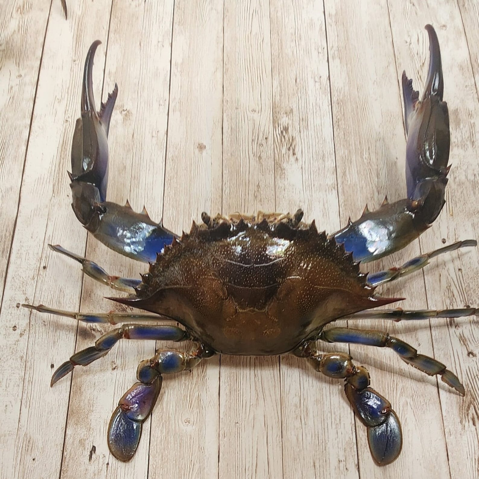 Large Blue Crab Taxidermy - Etsy