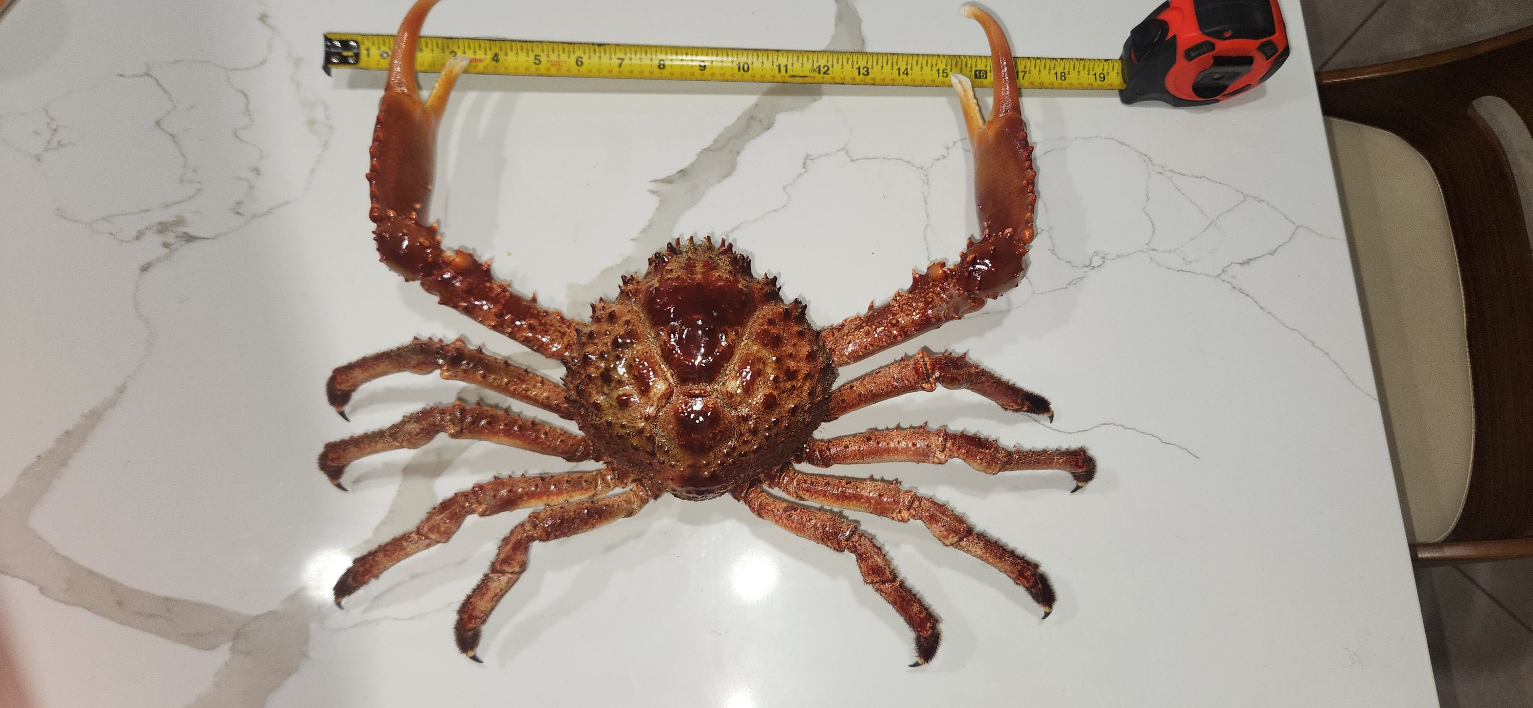 Carribean King Crab Large (CHANNEL CRAB, Spider Crab, Coral Crab ...