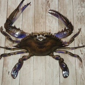Large Blue Crab Taxidermy - Etsy