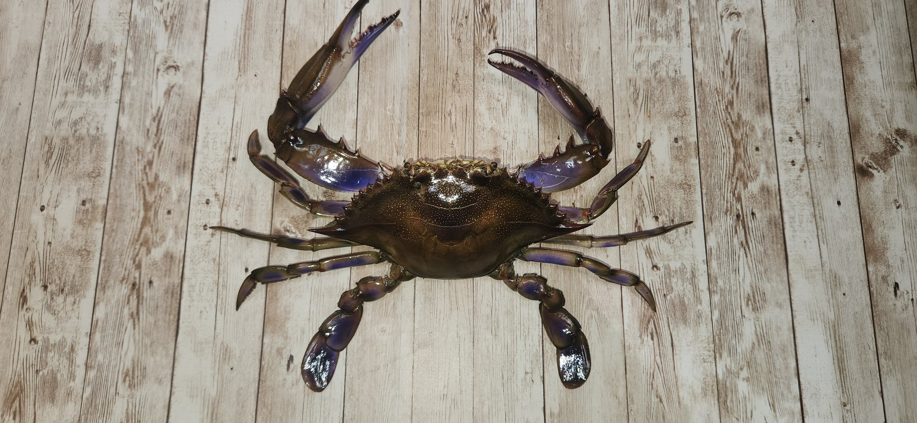 Large Blue Crab Taxidermy - Etsy