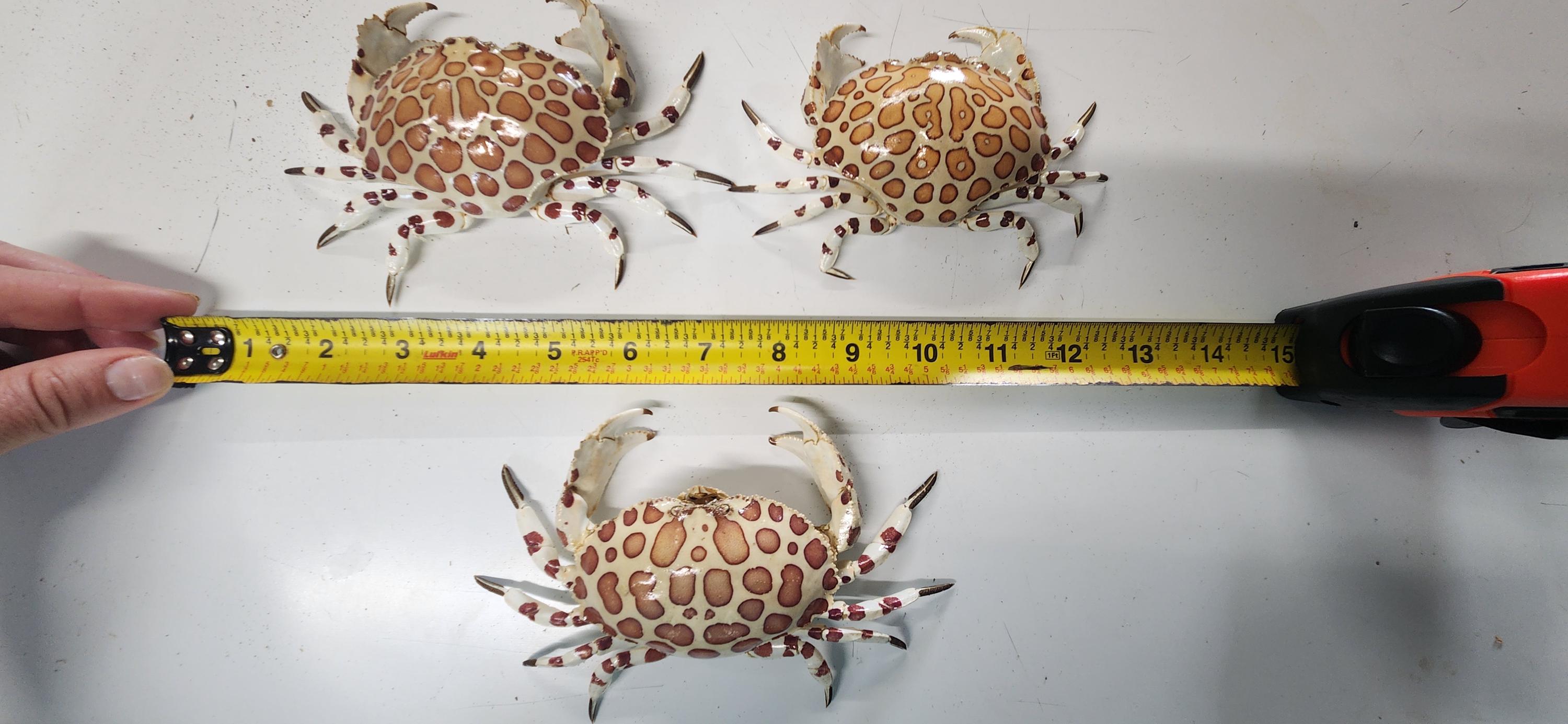Calico Crab Aka Hepatus Epheliticus Taxidermy. - Etsy