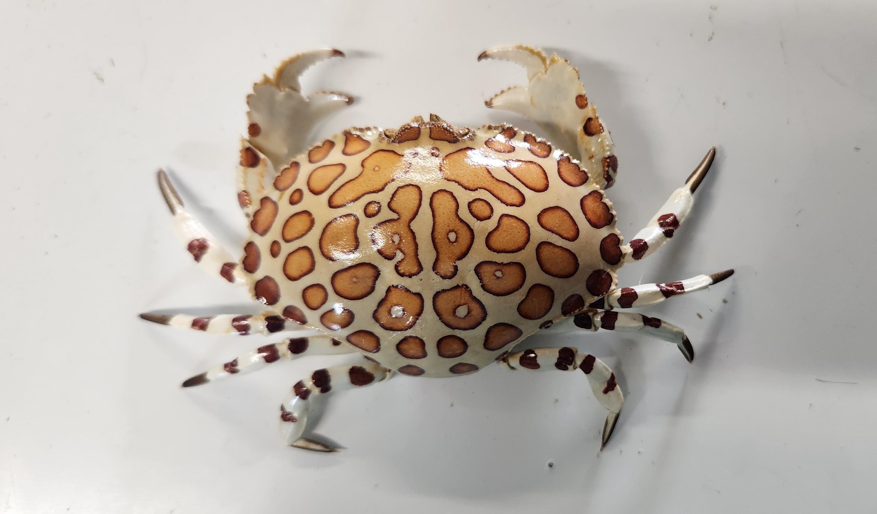 Calico Crab Aka Hepatus Epheliticus Taxidermy. - Etsy