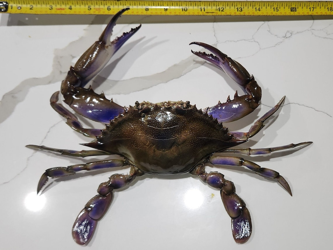 Large Blue Crab Taxidermy - Etsy