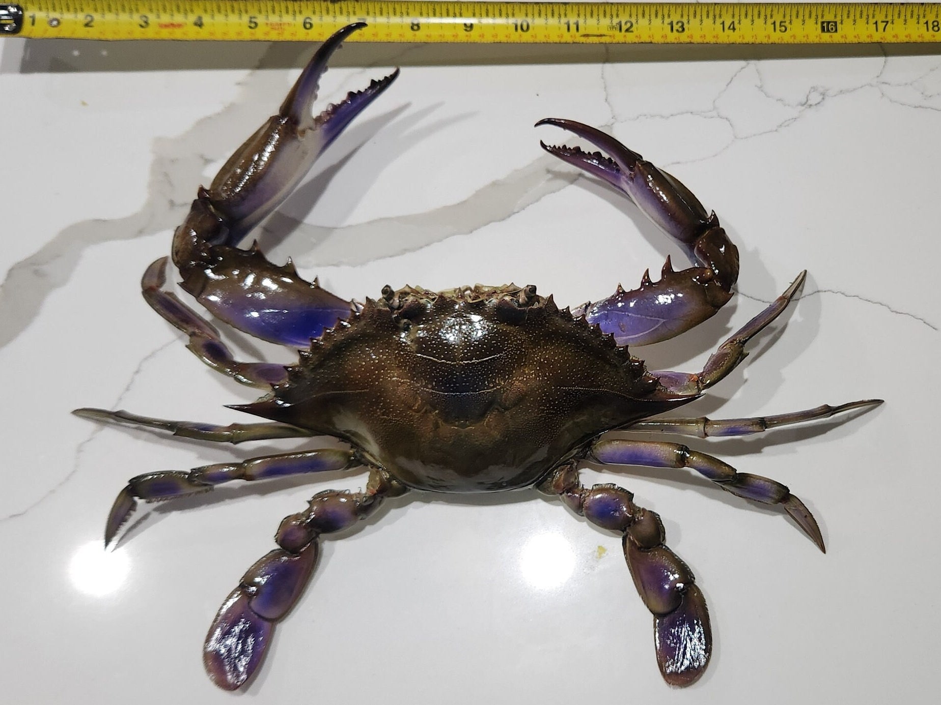 Large Blue Crab Taxidermy - Etsy