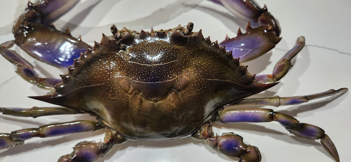 Large Blue Crab Taxidermy - Etsy