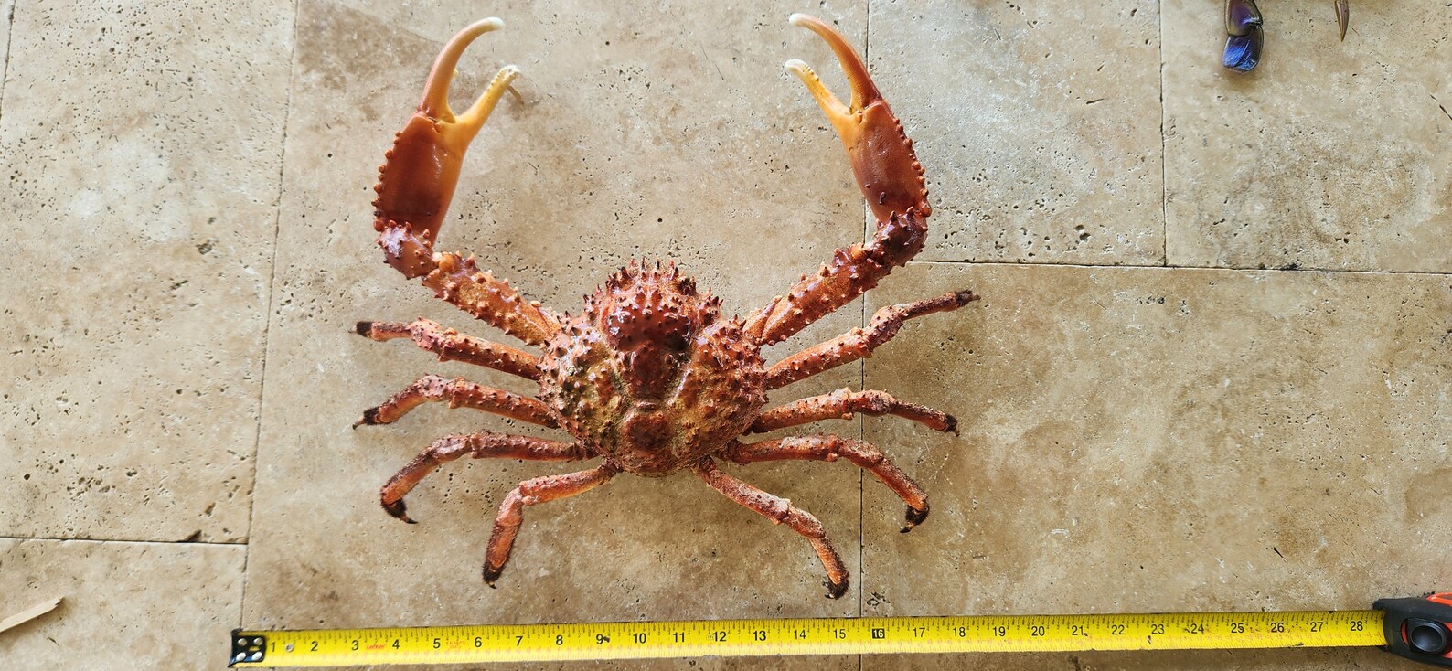 Carribean King Crab Large (CHANNEL CRAB, Spider Crab, Coral Crab ...