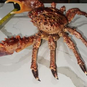 Carribean King Crab Large (CHANNEL CRAB, Spider Crab, Coral Crab ...