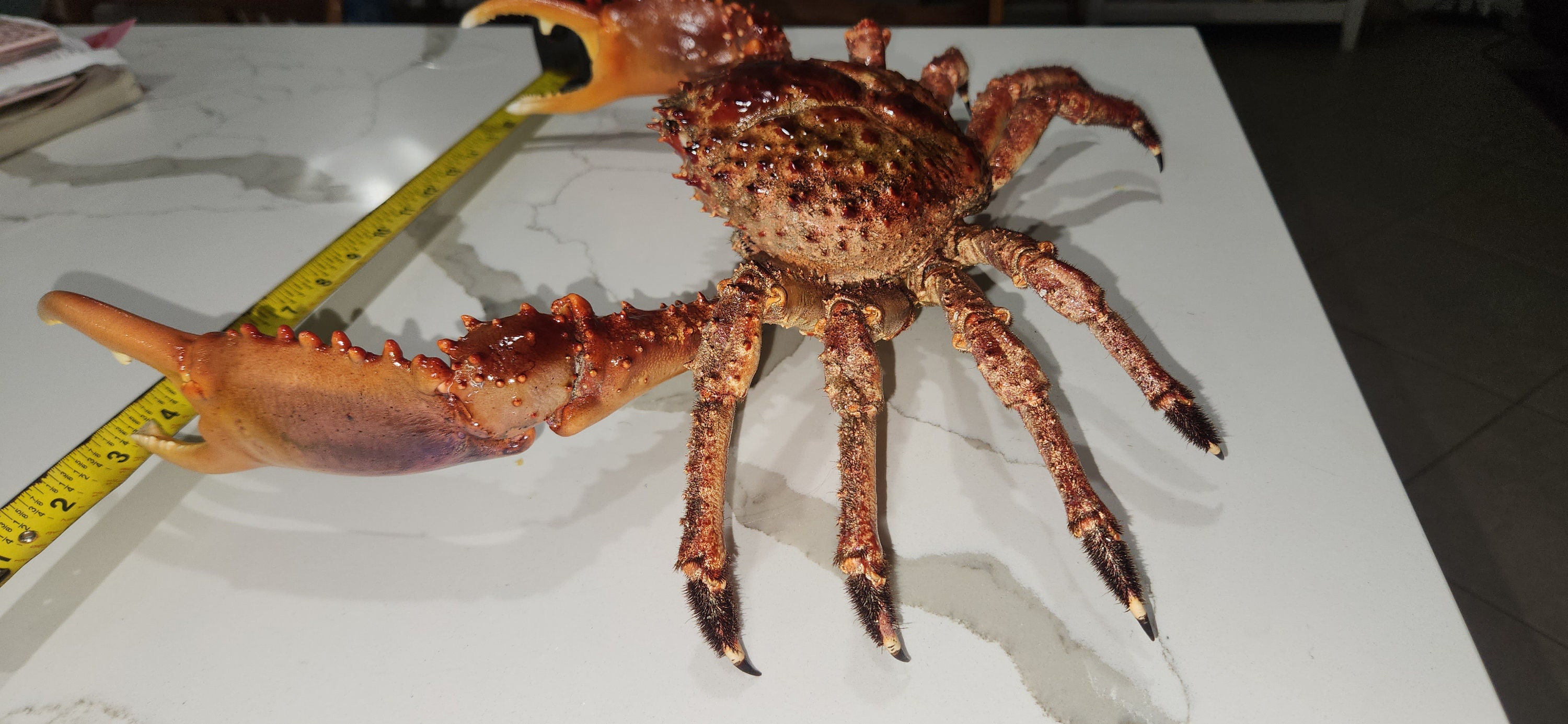 Carribean King Crab Large (CHANNEL CRAB, Spider Crab, Coral Crab ...