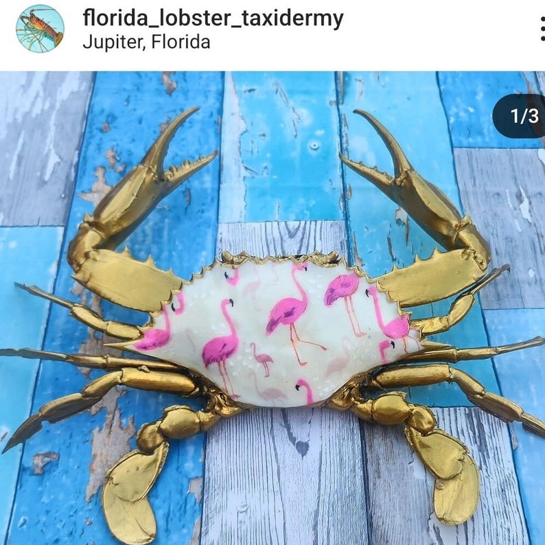 Large Chic 'pink Flamingo' Blue Crab Taxidermy (gold Nautical Decor) - Etsy