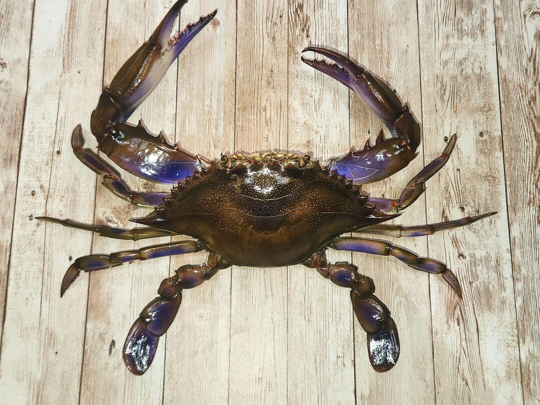Large Blue Crab Taxidermy - Etsy