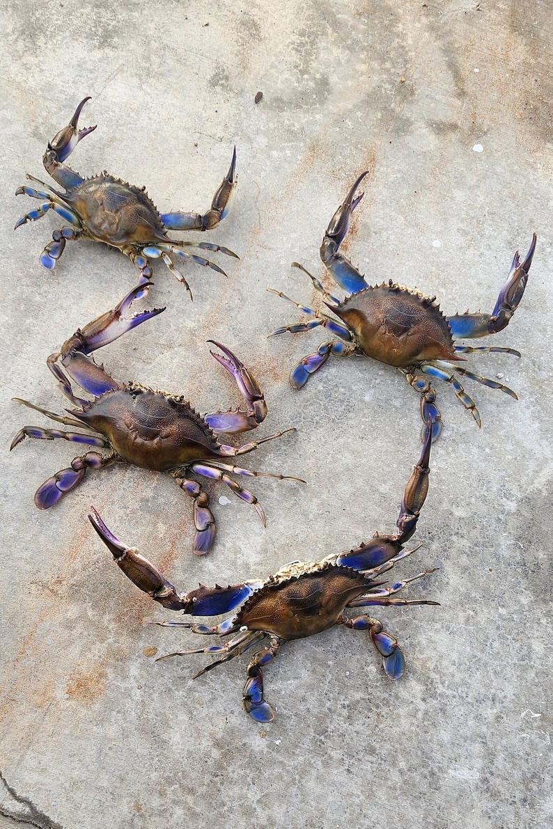 Large Blue Crab Taxidermy - Etsy