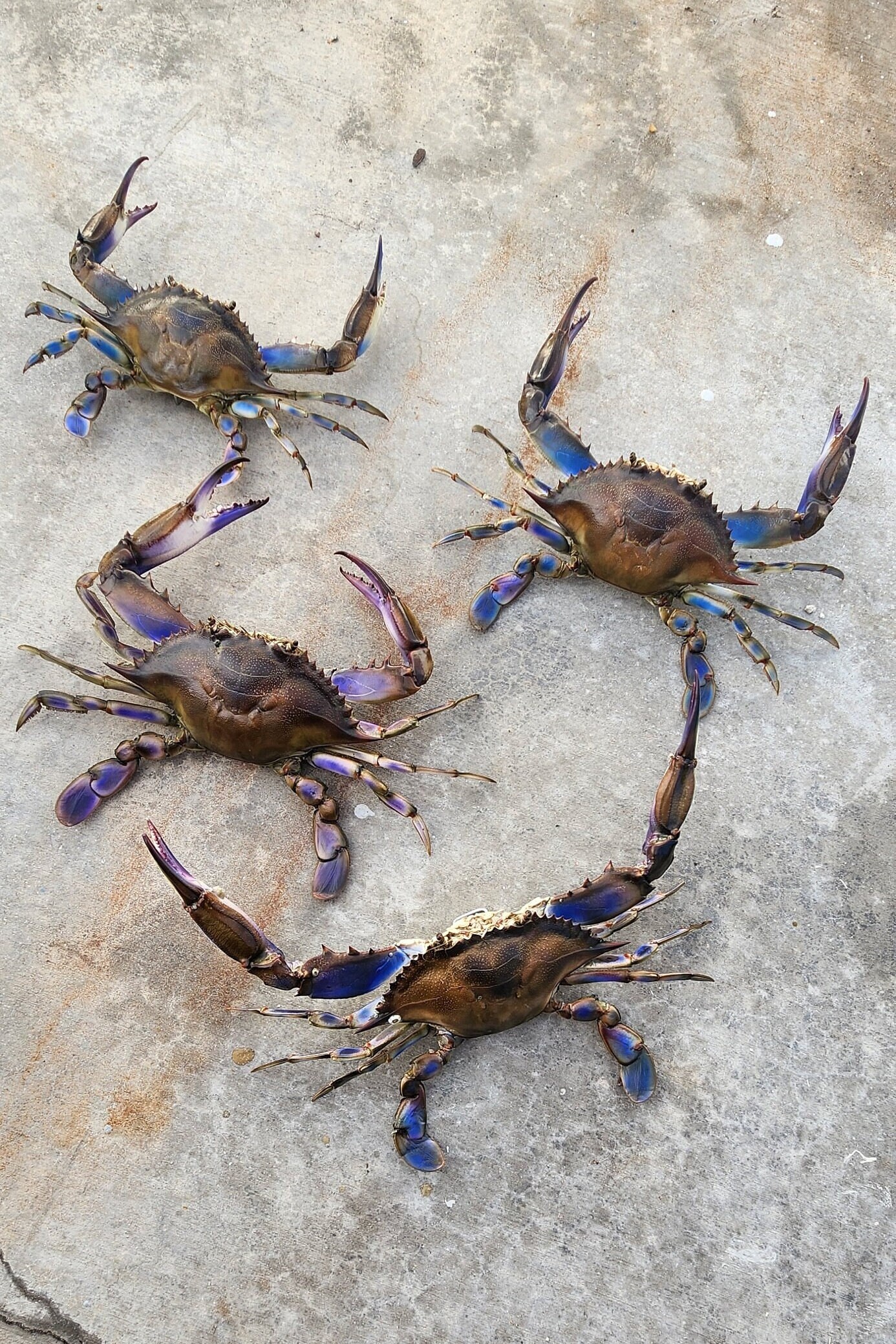 Large Blue Crab Taxidermy - Etsy