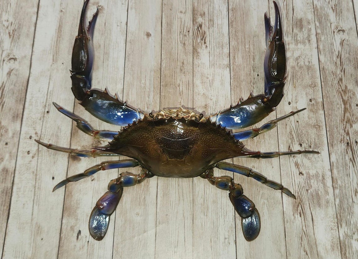 Large Blue Crab Taxidermy - Etsy