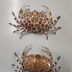 Calico Crab Aka Hepatus Epheliticus Taxidermy. - Etsy