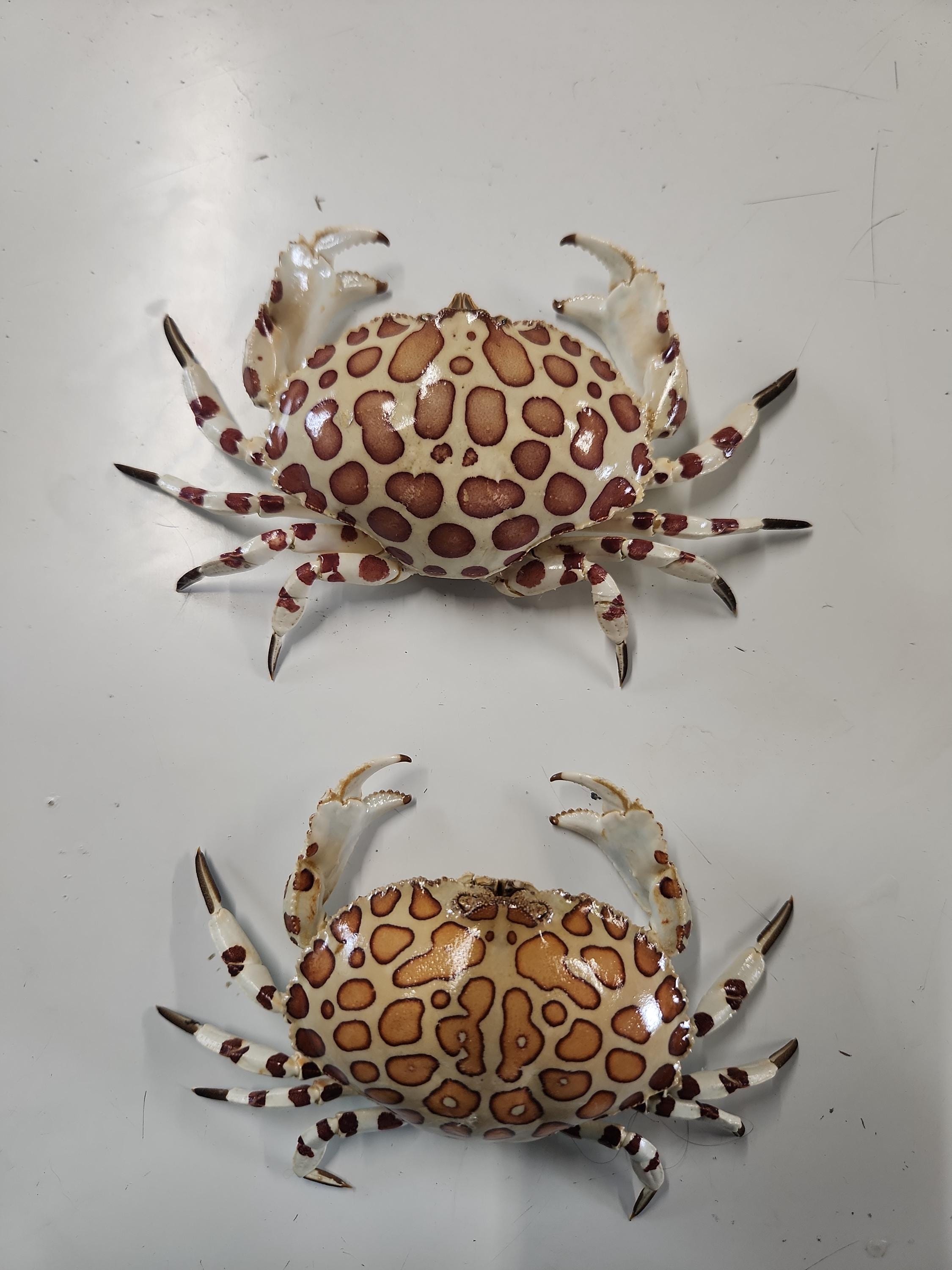 Calico Crab Aka Hepatus Epheliticus Taxidermy. - Etsy