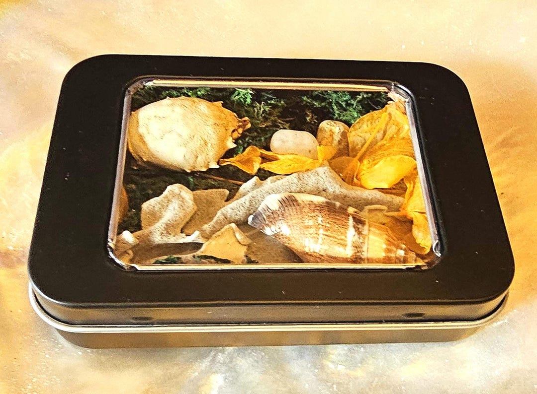 Curio Tin, Curiosities, Oddities, Natural Curio, Animal Bones, Natural ...