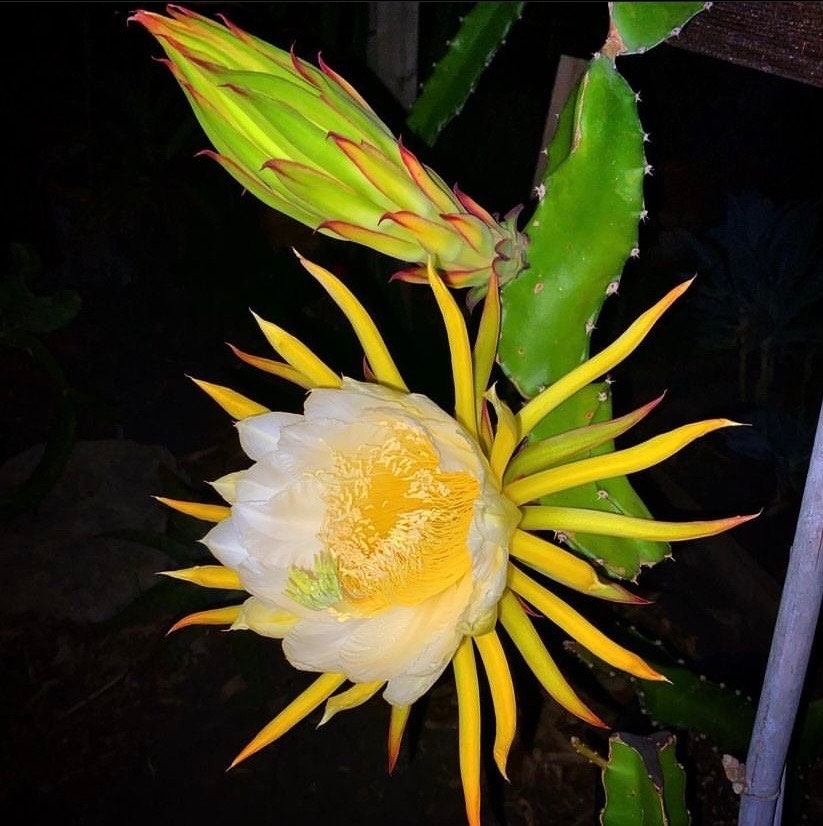 Dragonfruit “godzilla” Cutting - Etsy