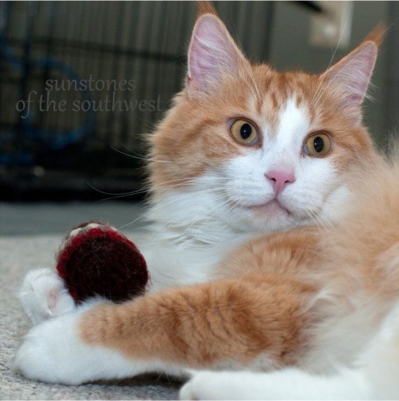 Catnip Cat Toys Shelter Package | Etsy