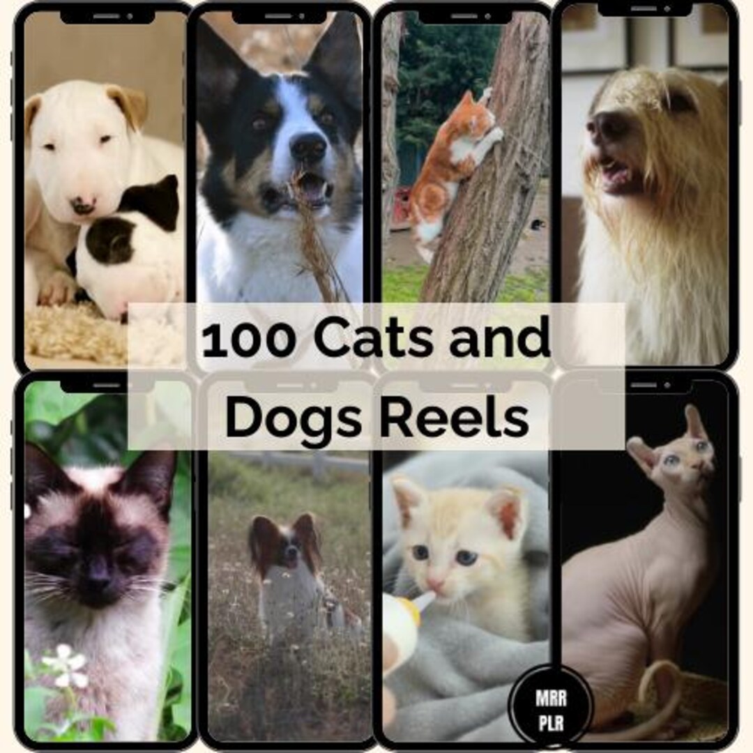 100 Adorable Pets Reels, Cats and Dogs Videos for Instagram, Customise ...