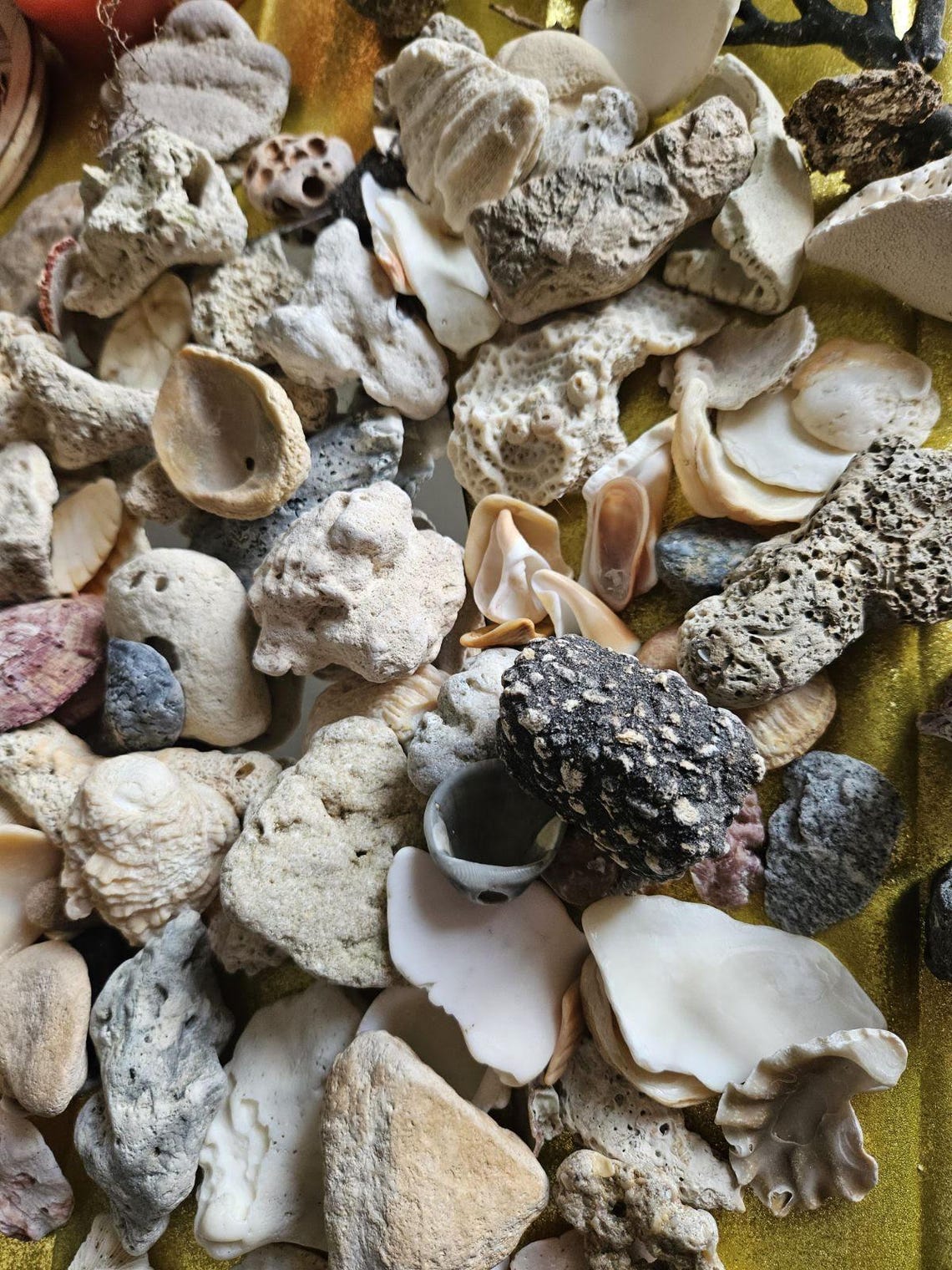 Ocean Rocks, Shells, Fossils and Corals Handpicked - Etsy