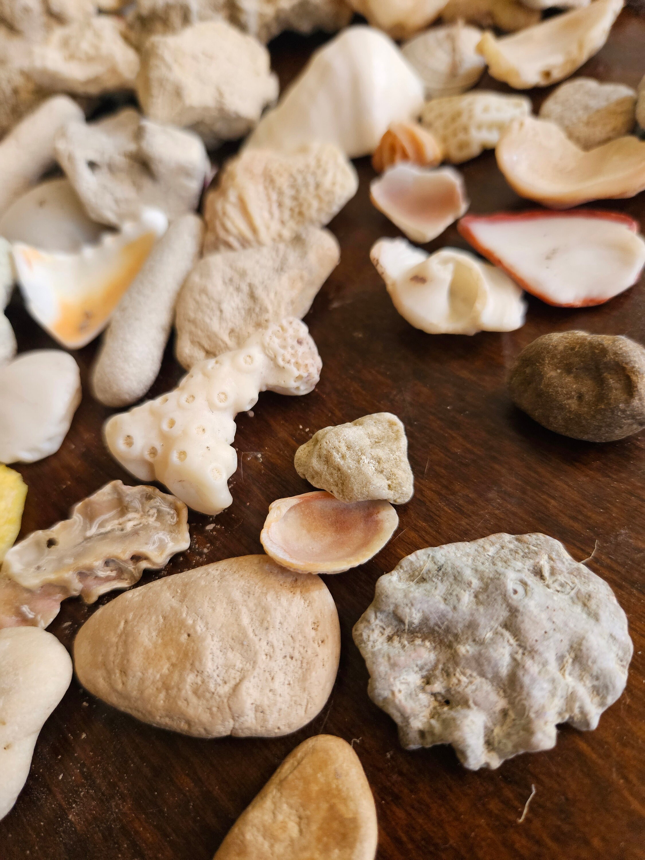 Hand Picked Seashells, Sea Rocks and Corals Pieces. - Etsy