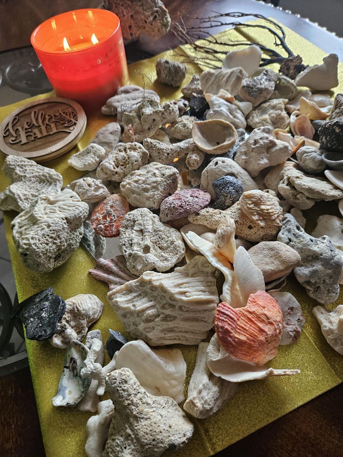 Ocean Rocks, Shells, Fossils and Corals Handpicked - Etsy