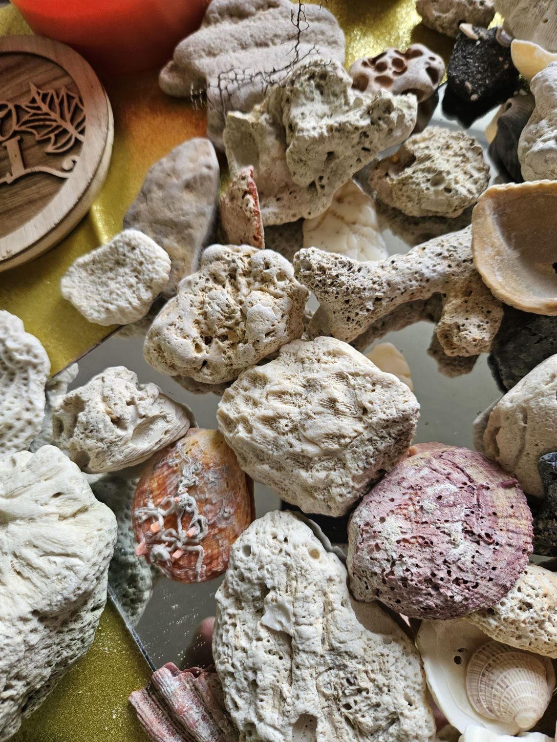 Ocean Rocks, Shells, Fossils and Corals Handpicked - Etsy