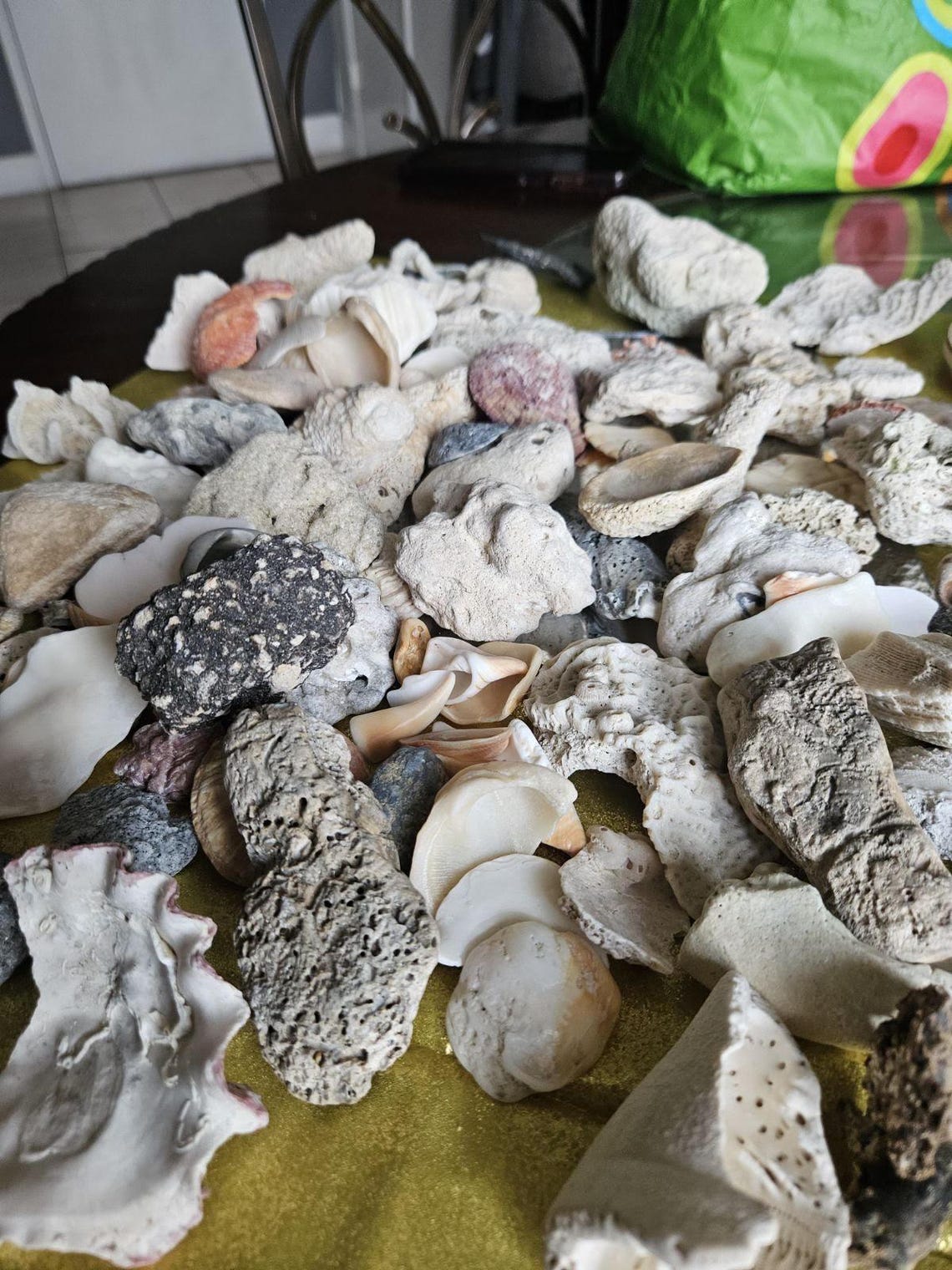 Ocean Rocks, Shells, Fossils and Corals Handpicked - Etsy