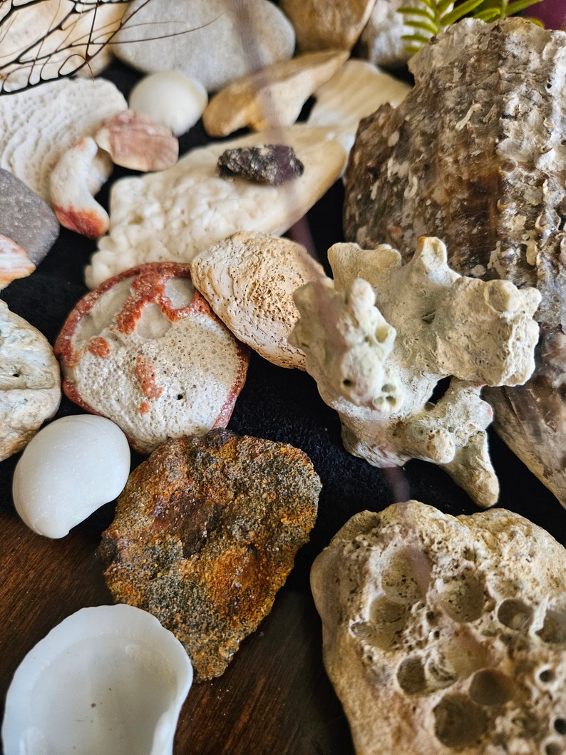 Hand Picked Seashells, Sea Rocks and Corals Pieces. - Etsy