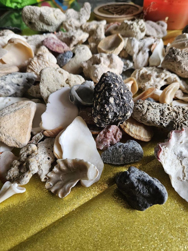 Ocean Rocks, Shells, Fossils and Corals Handpicked - Etsy