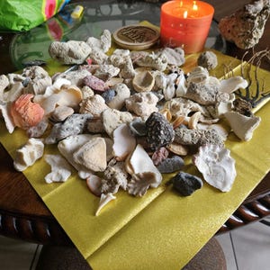 Ocean Rocks, Shells, Fossils and Corals Handpicked - Etsy