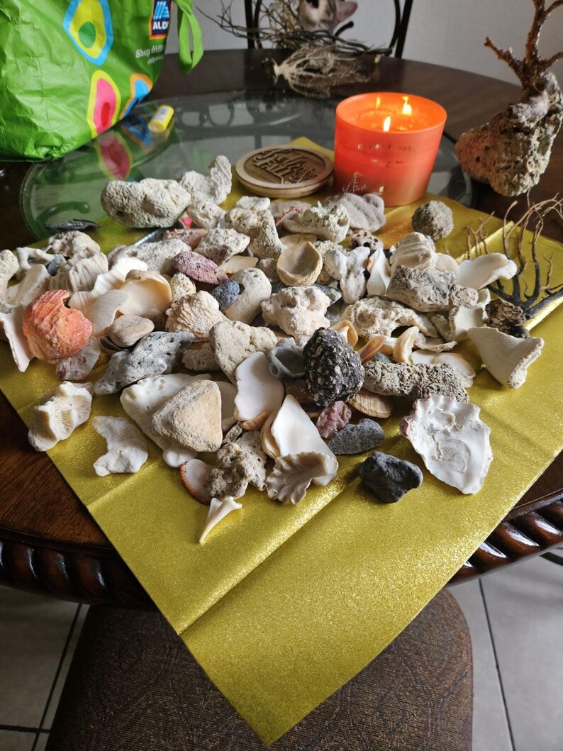 Ocean Rocks, Shells, Fossils and Corals Handpicked - Etsy