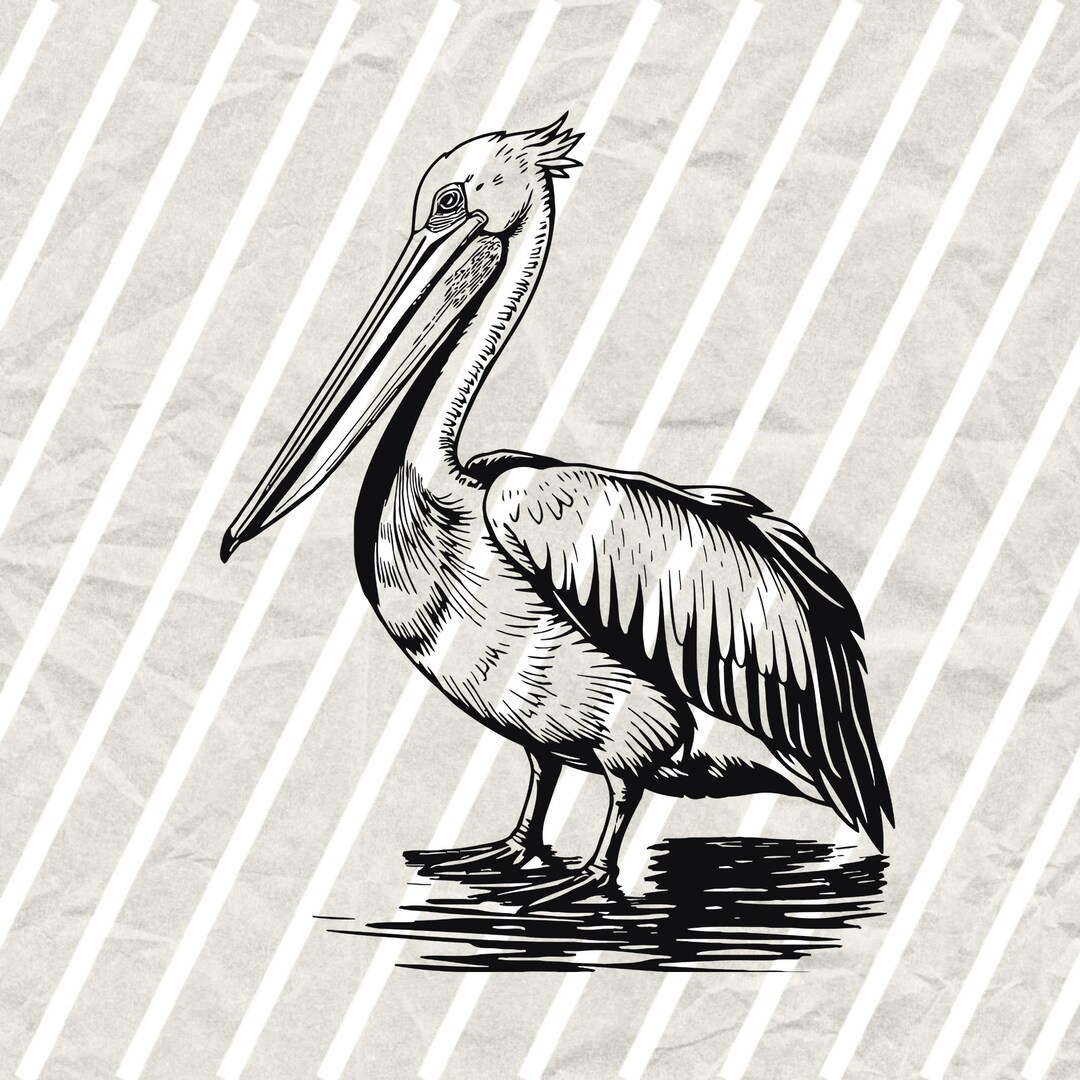 Stunning Pelican Ai, Dxf, Eps, Svg, Png for Cricut Laser Cutting ...