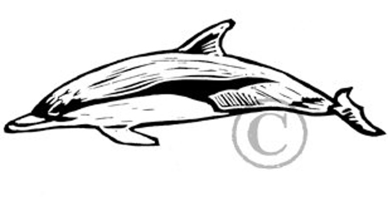 Common Dolphin Rubber Stamp - Etsy