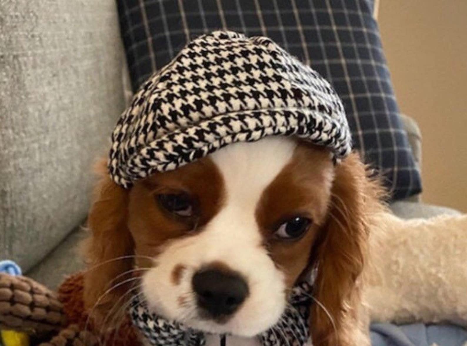 Extra Small or Small dog newsboy cap hat | Etsy