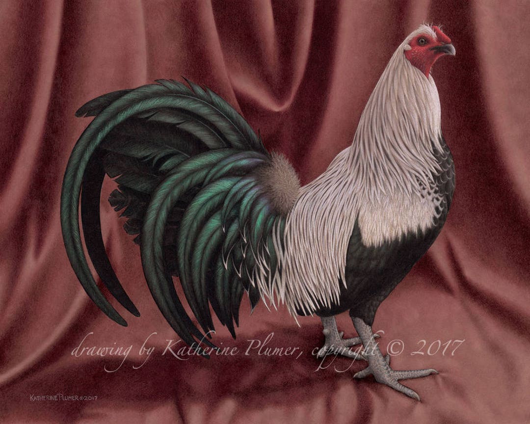 8x10" Limited Edition Print - Old English Game Rooster - Etsy