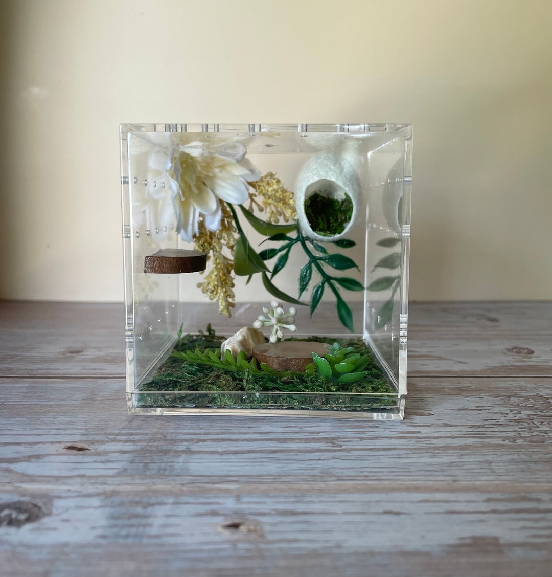 Small Decorated Jumping Spider Enclosure, Nature Themed With Flower ...